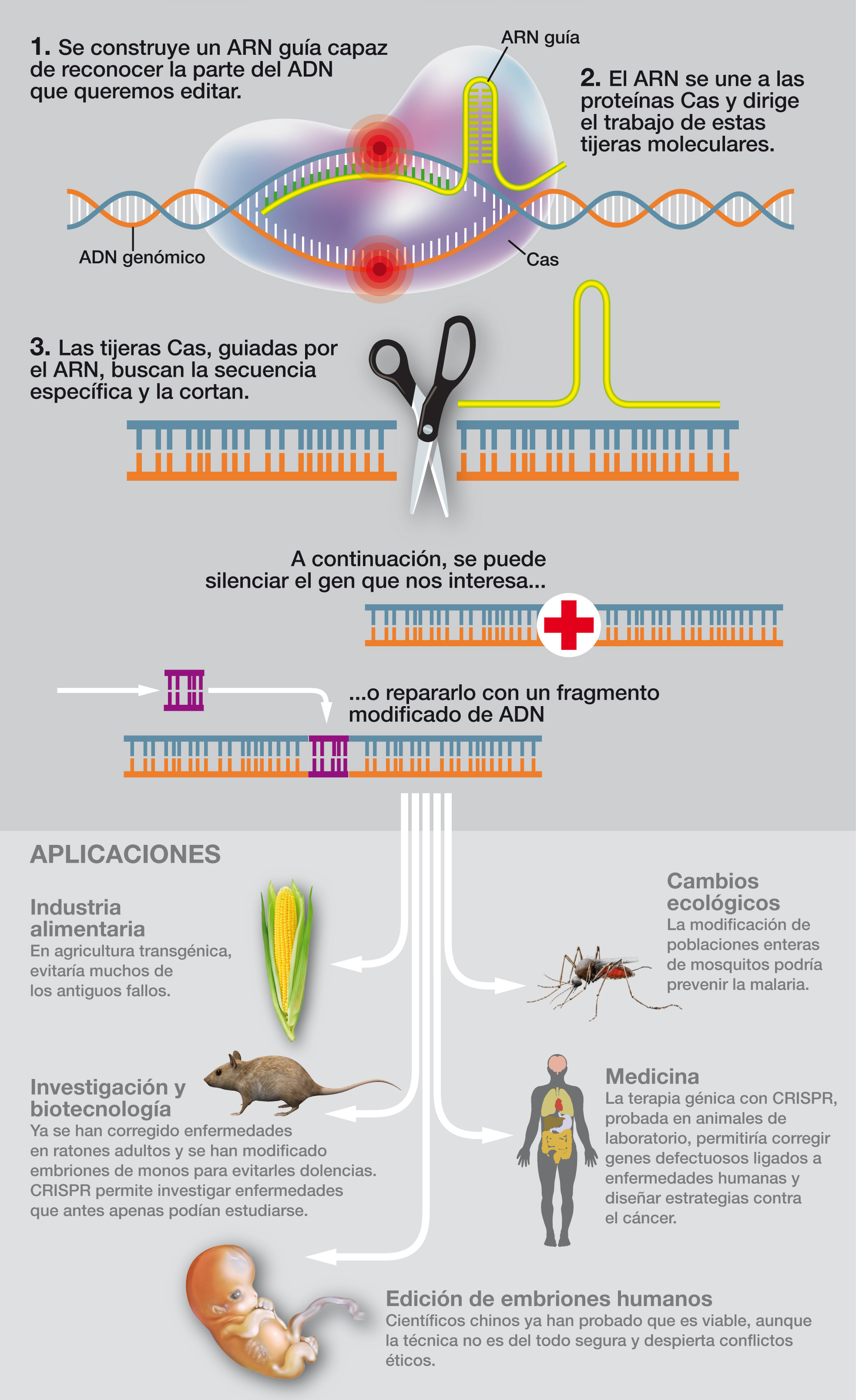 Así funciona CRISPR, la revolucionaria herramienta de edición de ADN ... Así funciona CRISPR, la revolucionaria herramienta de edición de ADN ...