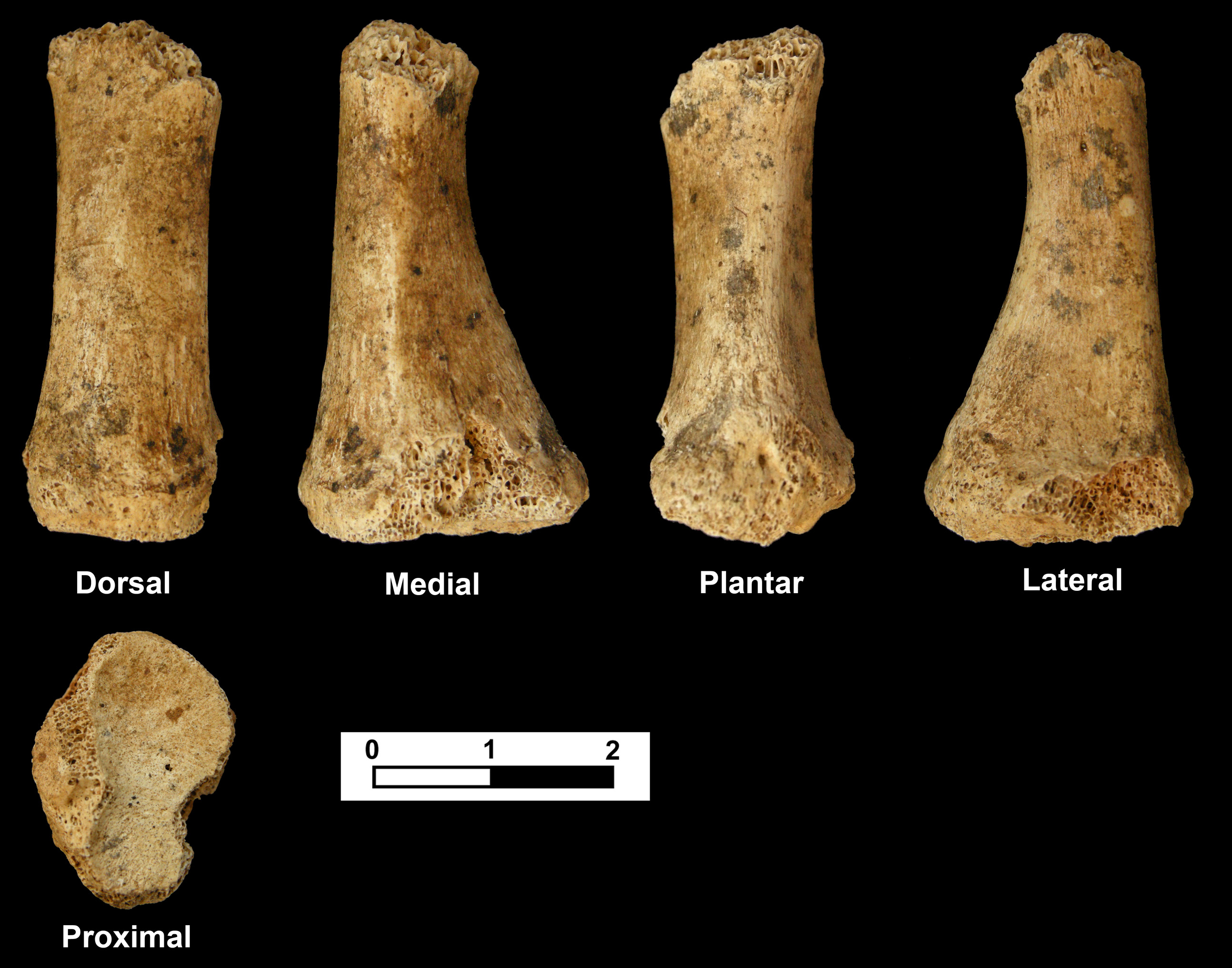 Descubren el primer resto óseo neandertal en uno de los yacimientos del ... Descubren el primer resto óseo neandertal en uno de los yacimientos del ...