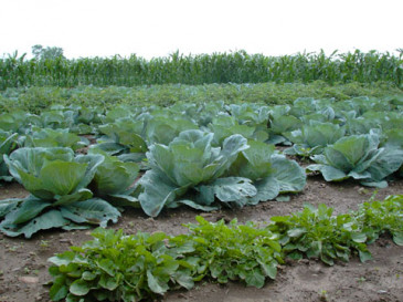 Principios de la Agroecología y sus aplicaciones prácticas en ...