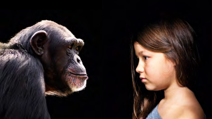 El gran cerebro de los primates se debe más a la dieta que a su ...