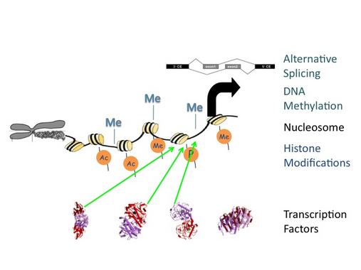 Elaboran el primer mapa completo del epigenoma humano / Noticias / SINC
