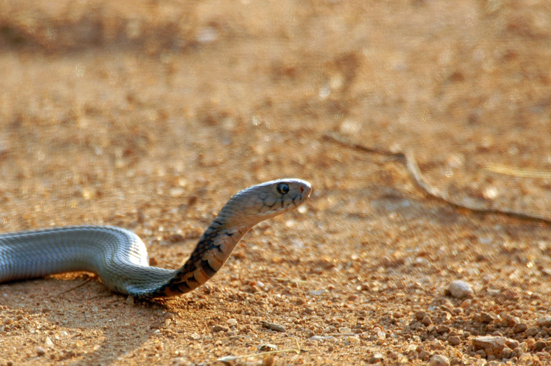 La cobra escupidora predice los movimientos de su ‘agresor’ para ...