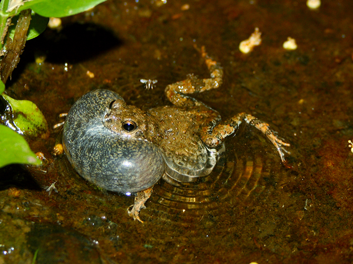 La hembra de una especie de rana no siempre elige al macho más ...