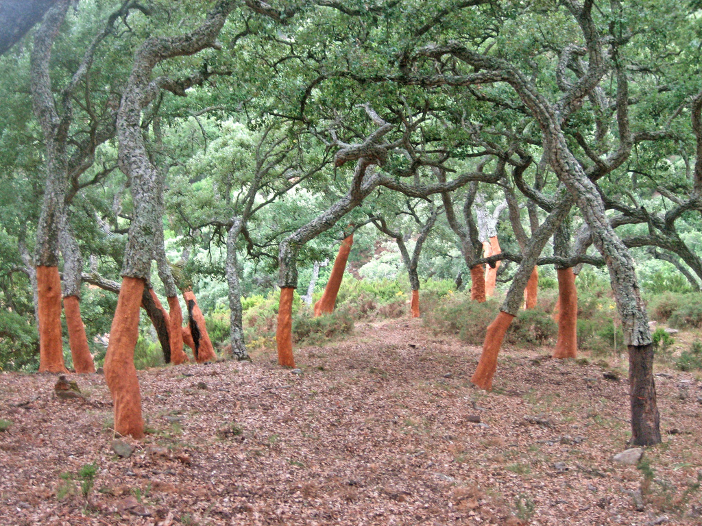 El dilema del alcornoque / Reportajes / SINC