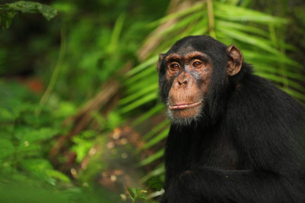 Chimpancés y bonobos se cruzaron hace cientos de miles de años