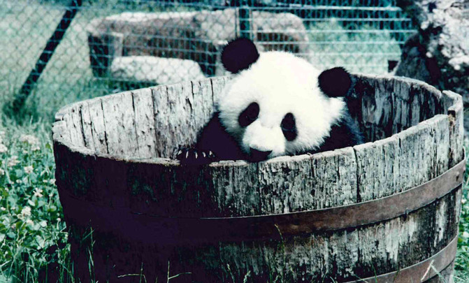 Chu-Lin es ‘inmortal’