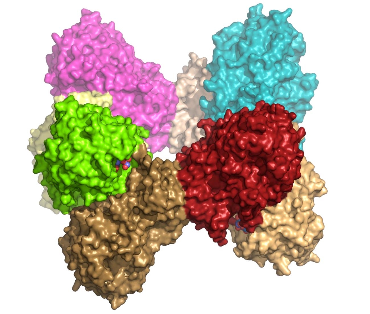 Desvelada la estructura de la enzima que ‘rompe’ el azúcar / Noticias ...
