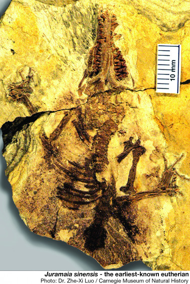 Un fósil de 160 millones de años revela el origen de los mamíferos con ...