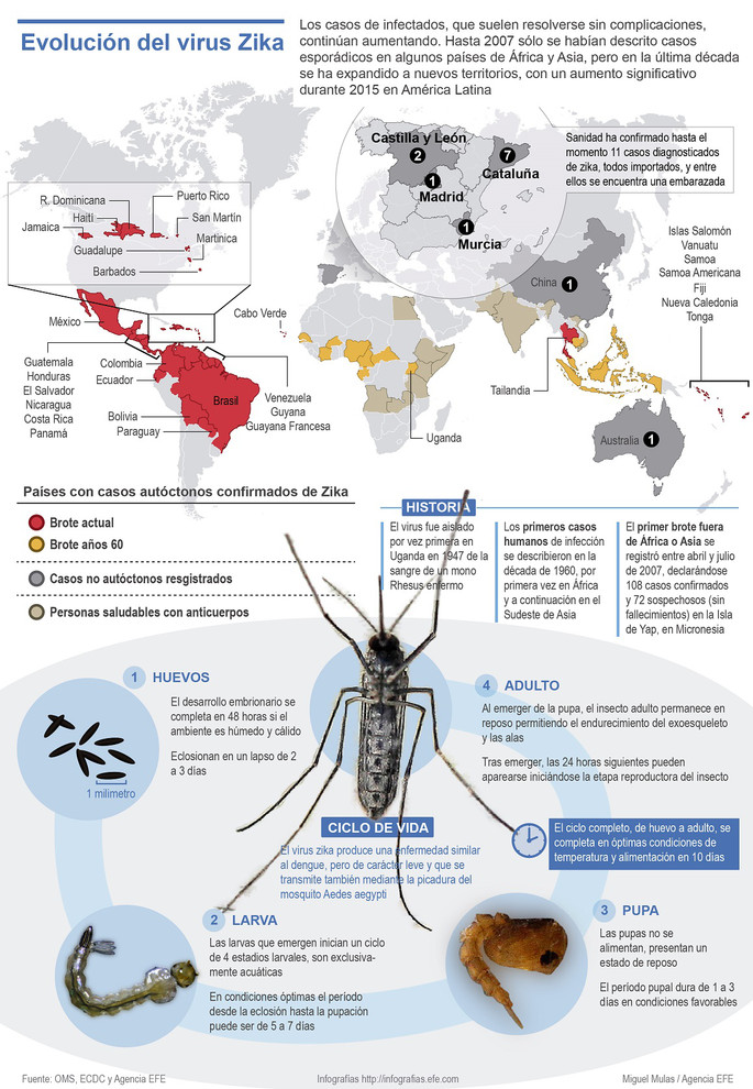 La evolución del zika, de un vistazo / Infografías / Multimedia / SINC
