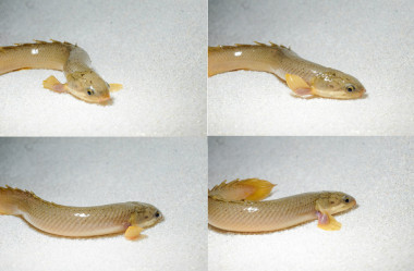 Peces que ‘caminan’ revelan cómo evolucionaron en la tierra los ...