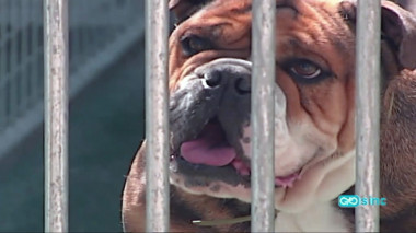 Si su perro es agresivo, a lo mejor le duele algo / Noticias / SINC