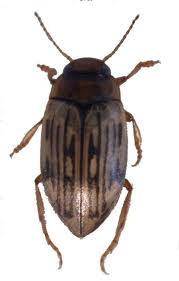 Crean el primer atlas y libro rojo de los coleópteros acuáticos de ...