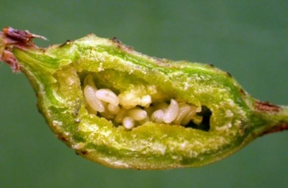 Descubren dos nuevas especies de himenópteros en la Comunidad de Madrid ...