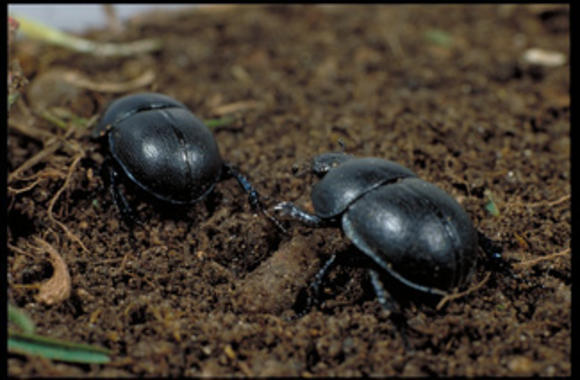 Descubren el origen antiguo de un grupo de escarabajos coprófagos de la ...