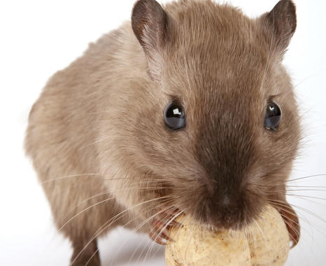 Desvelan los secretos de los bigotes del ratón / Noticias / SINC