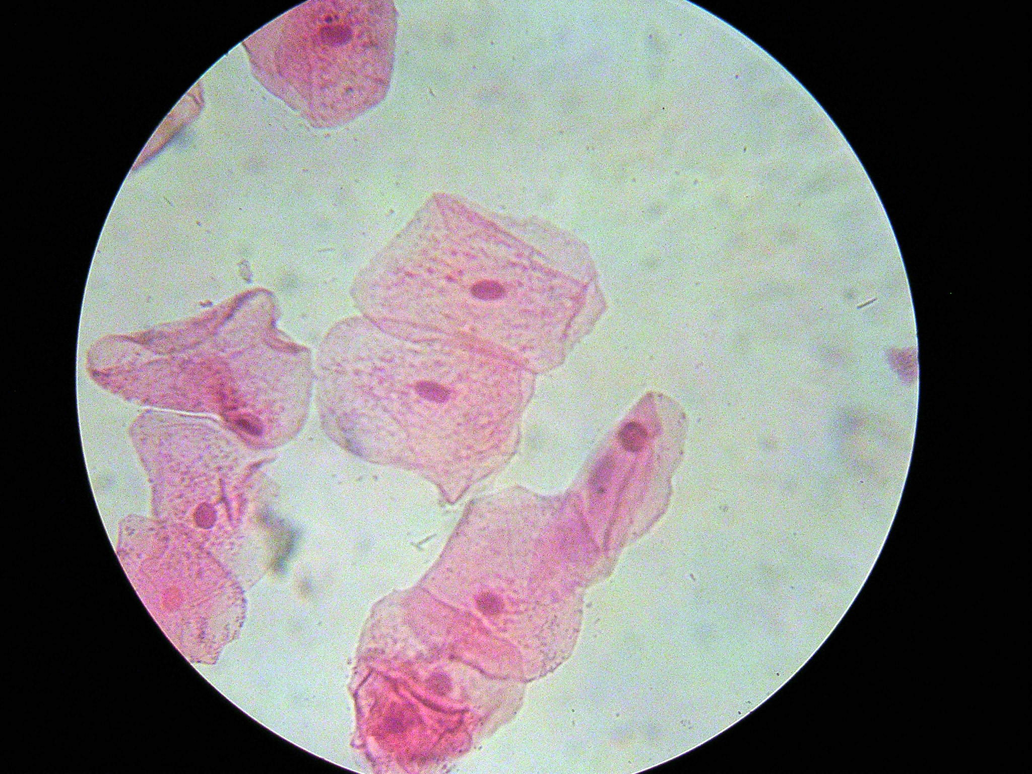 Explican el mecanismo celular necesario para formar tejidos epiteliales ...