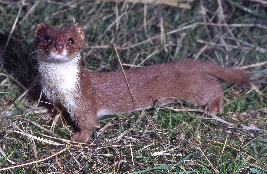Las actividades humanas amenazan la supervivencia de la comadreja ...