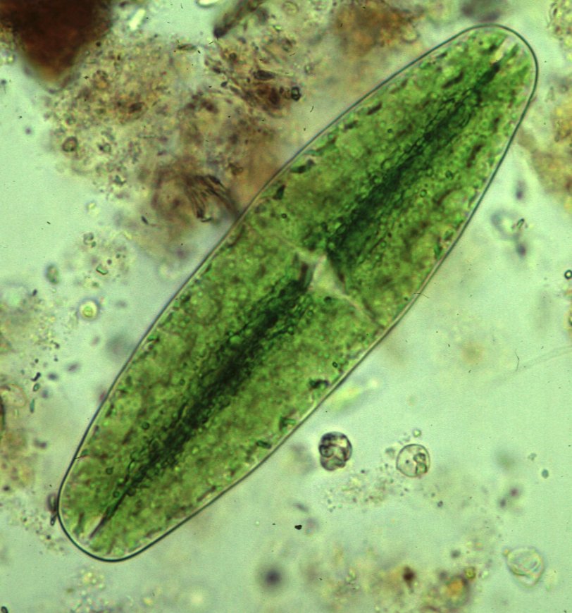 Las algas unicelulares actúan como biosensores para mejorar el diseño ...
