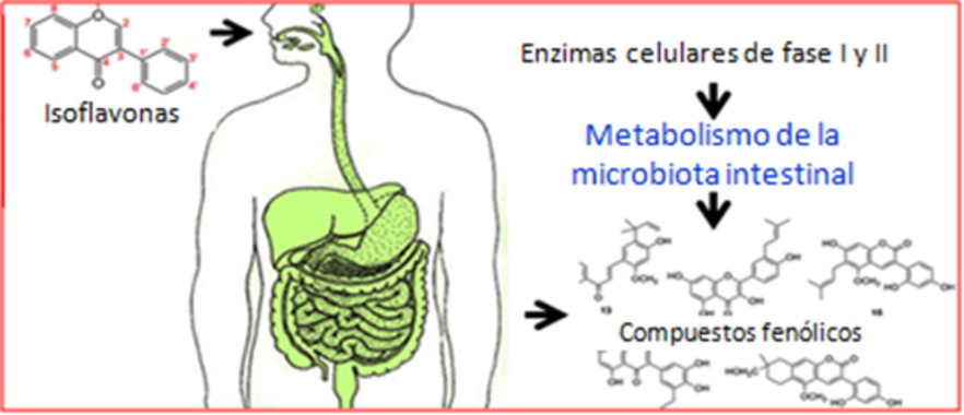 Las isoflavonas de soja también mejoran el metabolismo intestinal ...